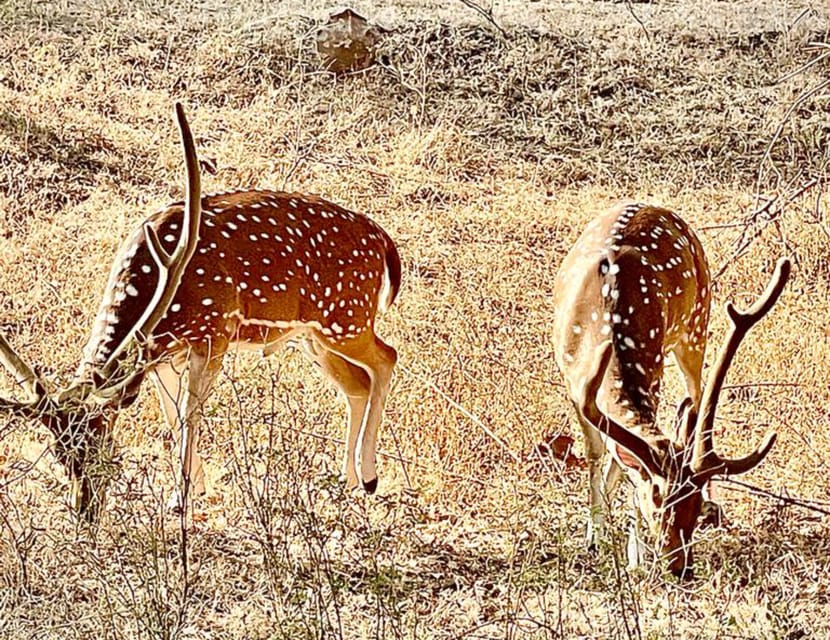 Sasan Gir: Devalia Park Safari with Skip-the-Line Access | GetYourGuide