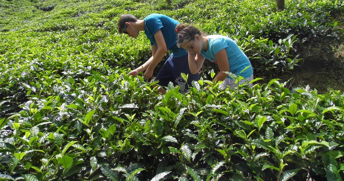Victoria: Guidet tur til byens højdepunkter med frokost | GetYourGuide