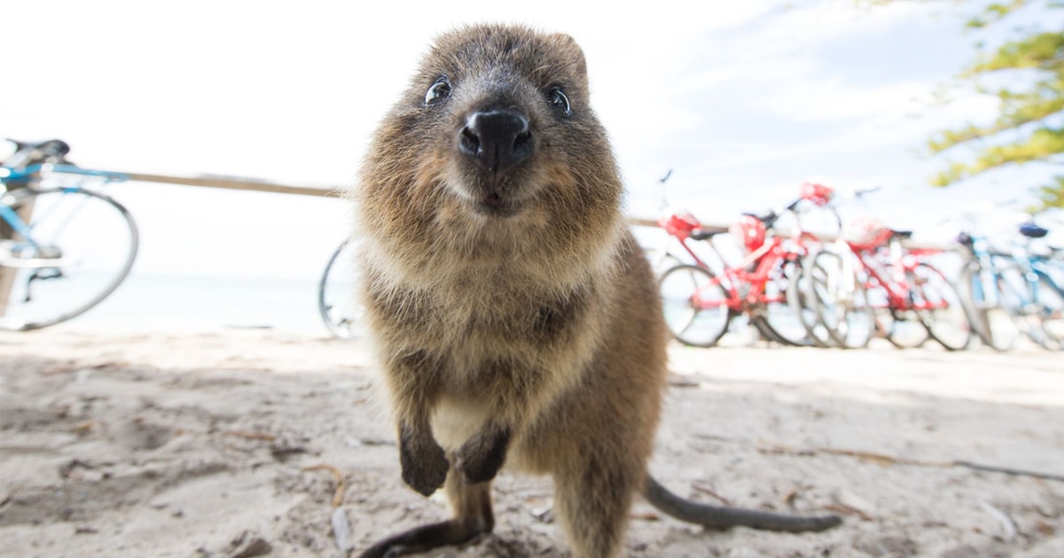 From Fremantle: Return Rottnest Island Ferry Ticket | GetYourGuide
