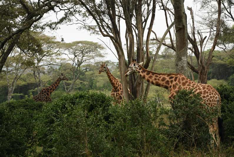 Nairobi National Park, Elephant orphanage & Giraffe Centre | GetYourGuide