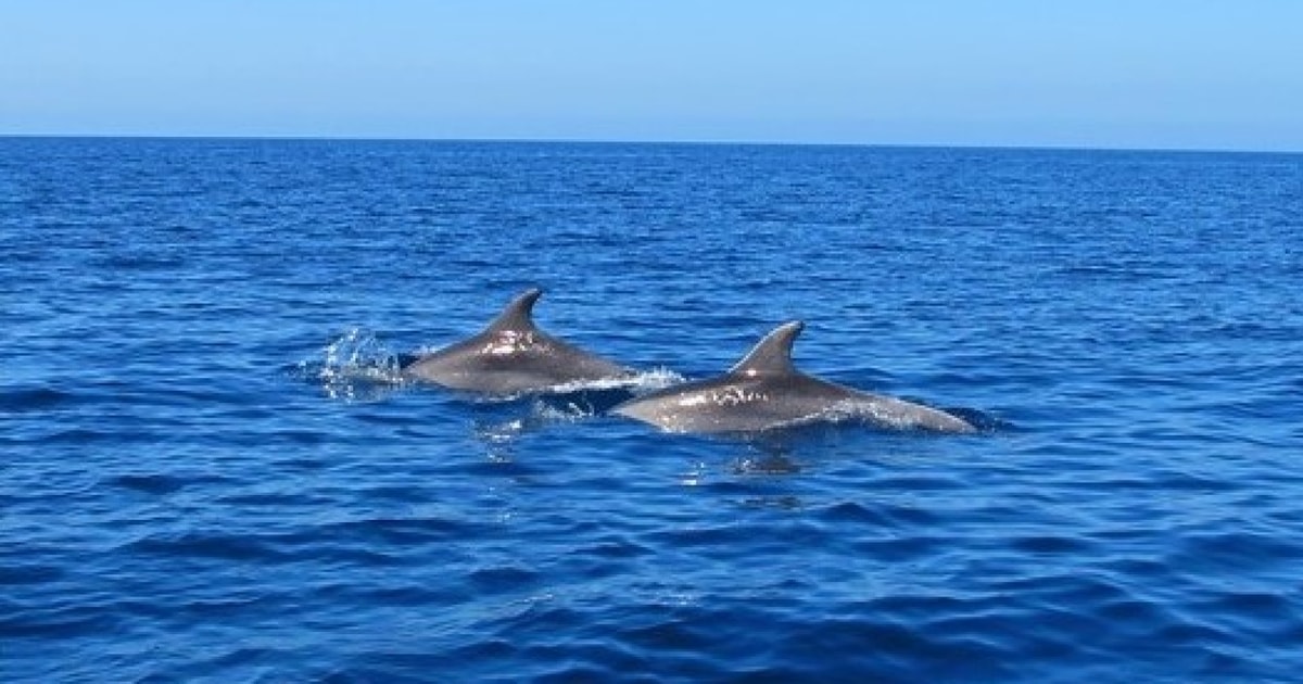 Private Dolphin Swim/Snorkeling & Lunch on Benitiers island | GetYourGuide