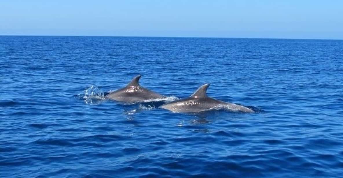 Private Dolphin Swim/Snorkeling & Lunch on Benitiers island | GetYourGuide