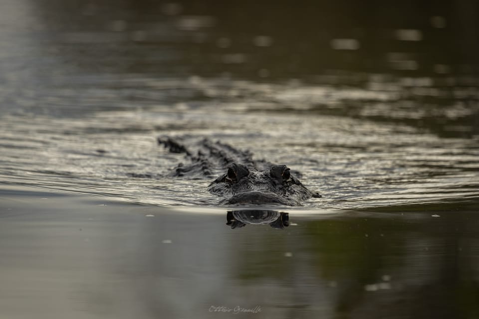 Everglades: Summer Sunset Tour on Small Private Airboat | GetYourGuide