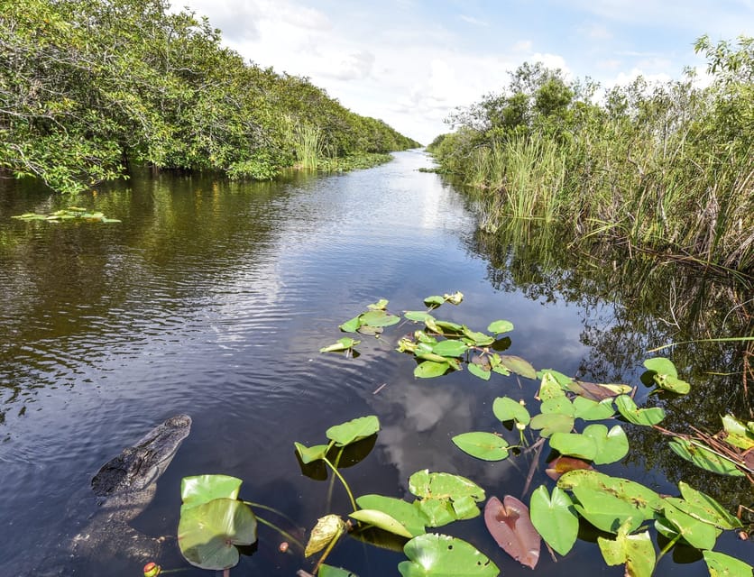 Everglades: Summer Sunset Tour on Small Private Airboat | GetYourGuide
