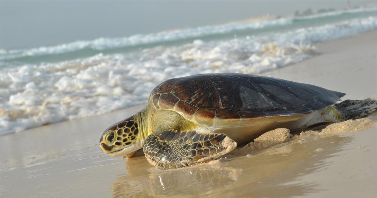 サル レイ: ガイド付きウミガメ ウォッチング | GetYourGuide