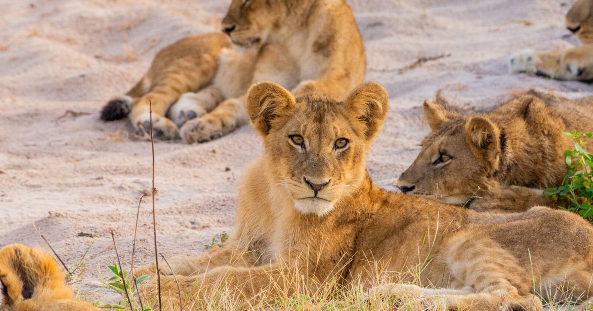 Kasane: Hele dag safari in het Chobe National Park met lunch | GetYourGuide