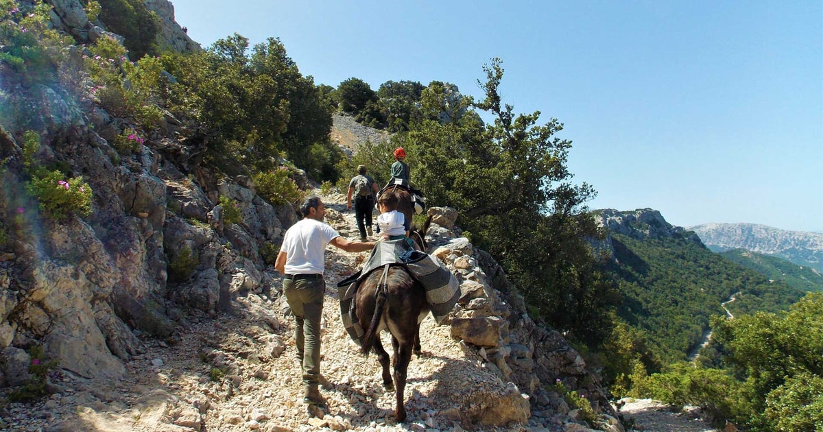 Donkey walk in Suttaterra forest from Dorgali | GetYourGuide