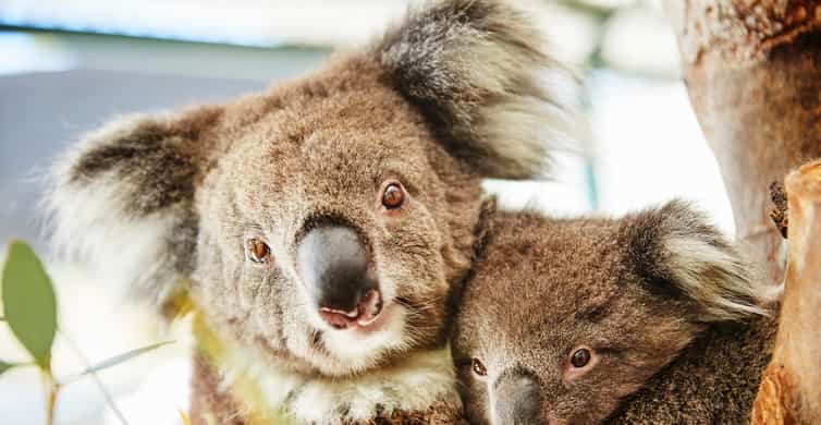 Perth: Pinnacles Desert Bush Walk Guided Tour with Lunch | GetYourGuide