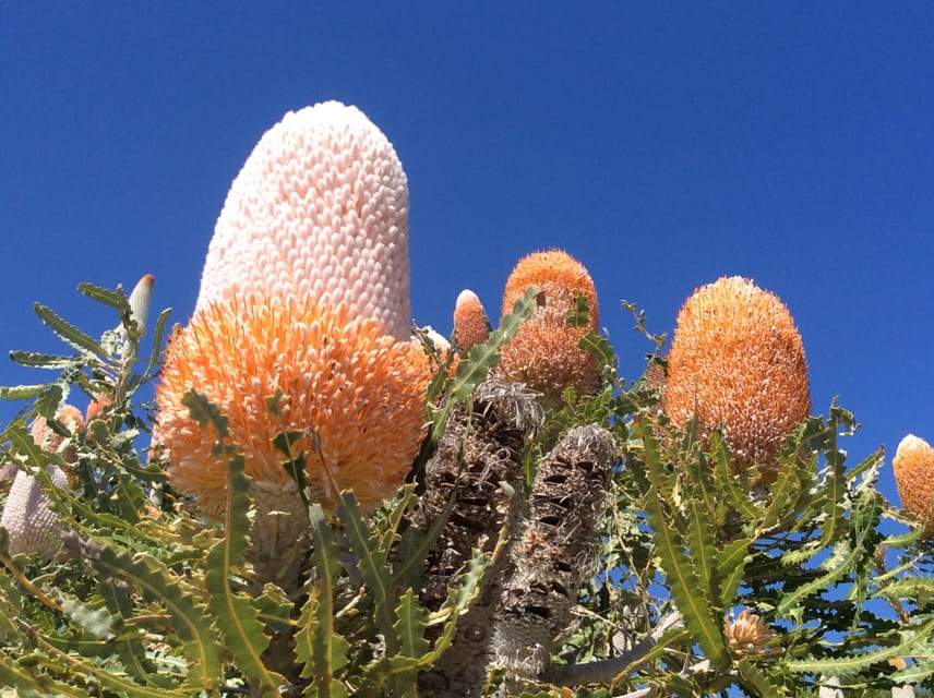 Perth: Pinnacles Desert Bush Walk Guided Tour with Lunch | GetYourGuide