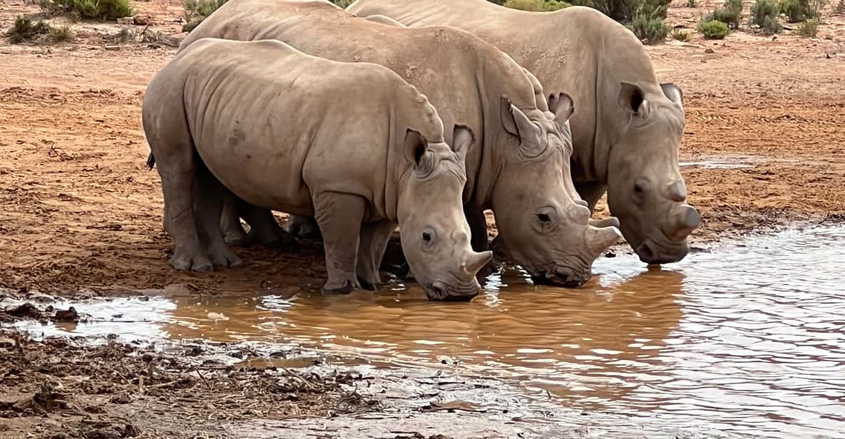 Big-Five Safari Experience Near CapeTown, South Africa | GetYourGuide