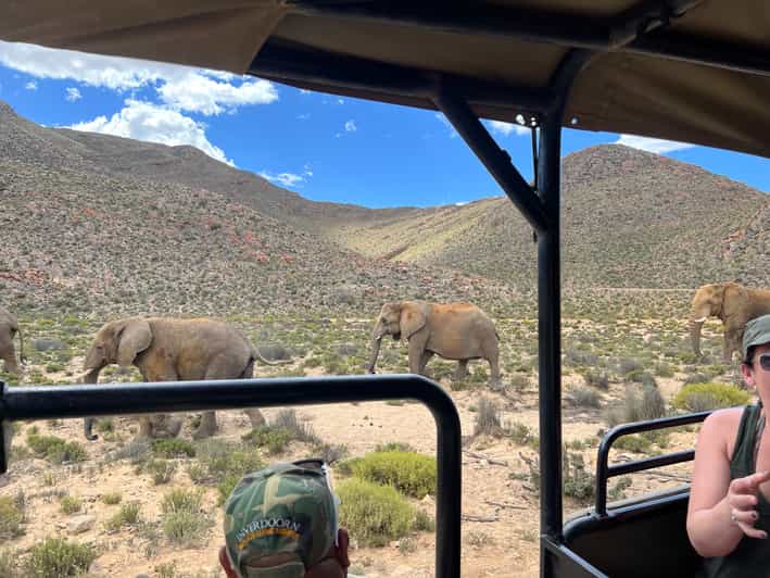 Big-Five Safari Experience Near CapeTown, South Africa | GetYourGuide