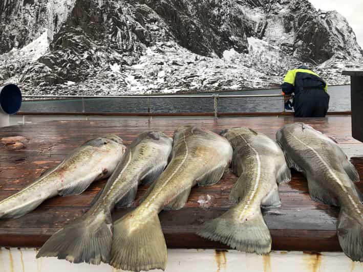 From Tromsø: 3 Day Cod Fishing Tour | GetYourGuide