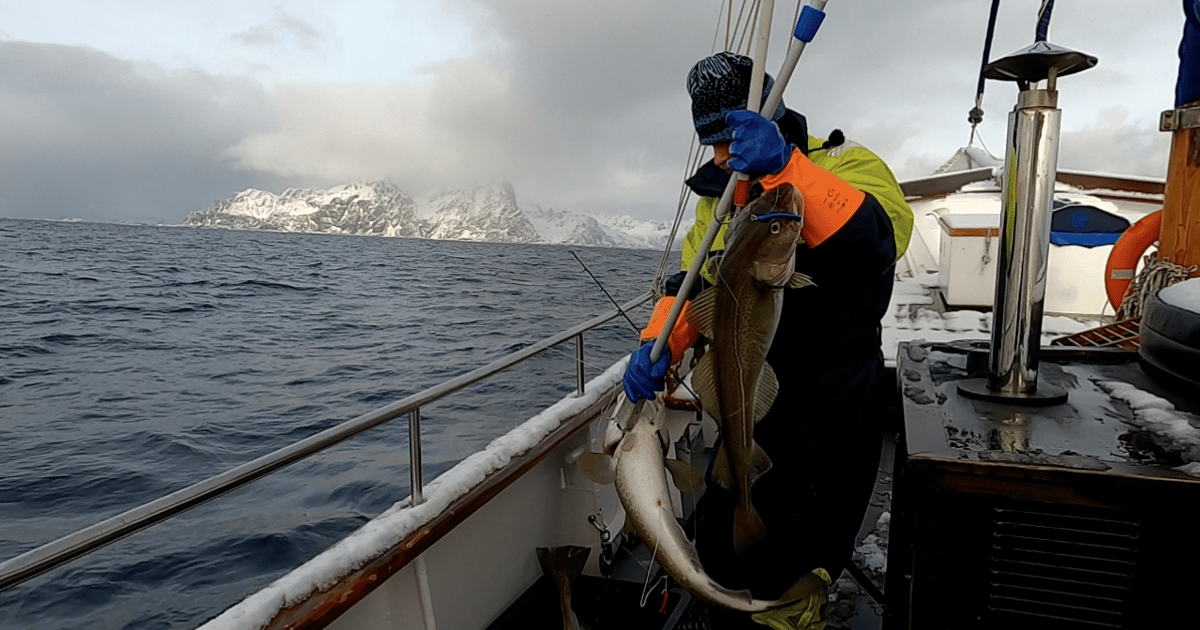 From Tromsø: 3 Day Cod Fishing Tour | GetYourGuide