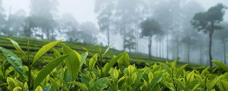 Colombo/Bentota/Hikkaduwa: Day Trip to Ella Highlands | GetYourGuide