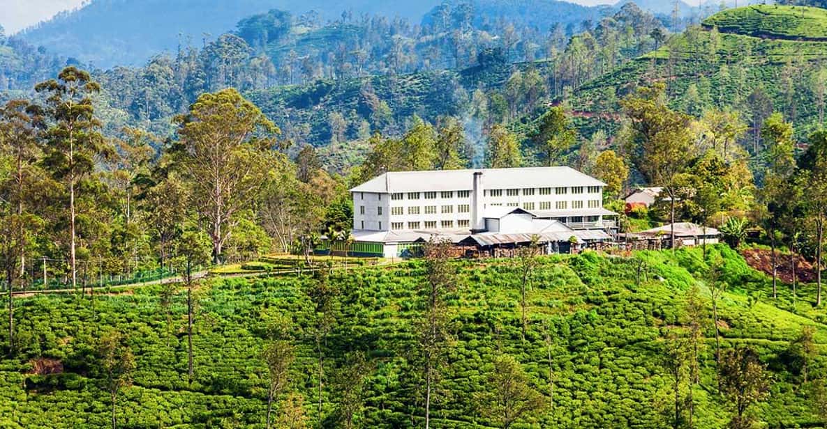 Colombo/Bentota/Hikkaduwa: Day Trip to Ella Highlands | GetYourGuide