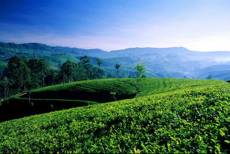 Colombo/Bentota/Hikkaduwa: Day Trip to Ella Highlands | GetYourGuide