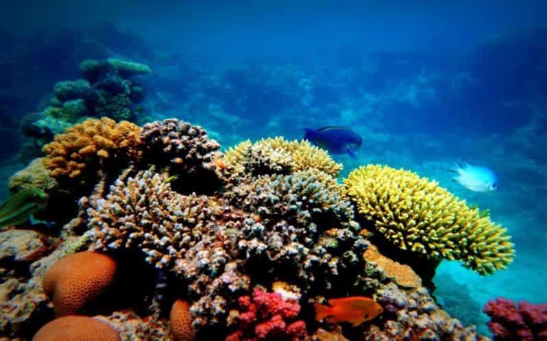 Sharm El-Sheikh: Ras Muhammed & White Island Snorkeling Tour | GetYourGuide