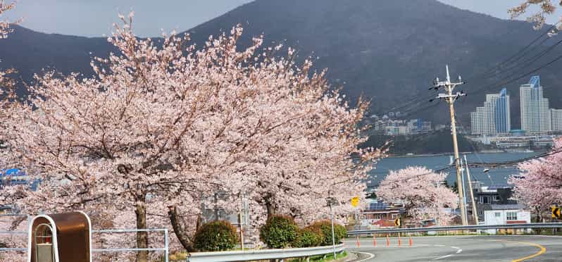 Geoje: Private Guided Day Tour with Transfers | GetYourGuide