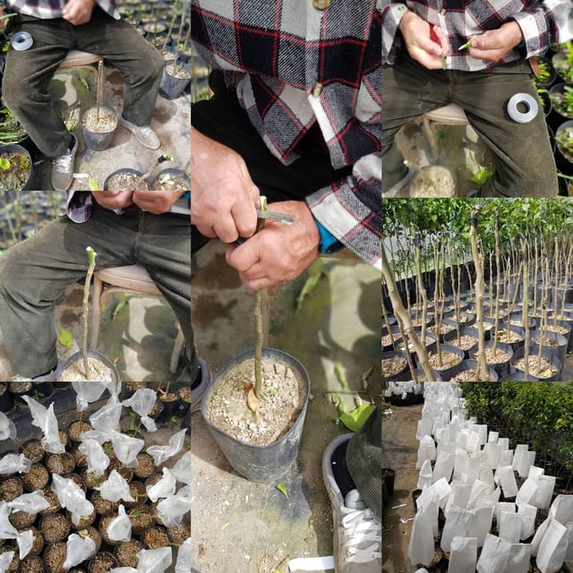 Lemon Nursery & Limoncello: Sorrento E-Bike Tour | GetYourGuide