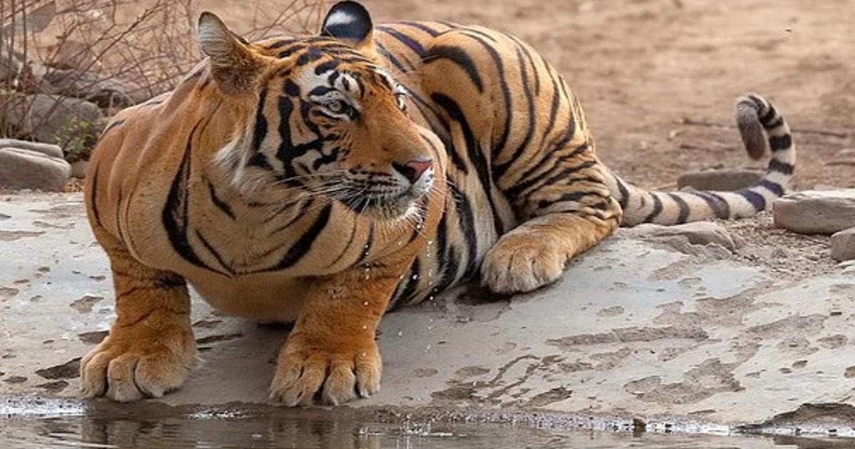Delhi: Privat 5 dages tur i Den Gyldne Trekant med tigersafari ...