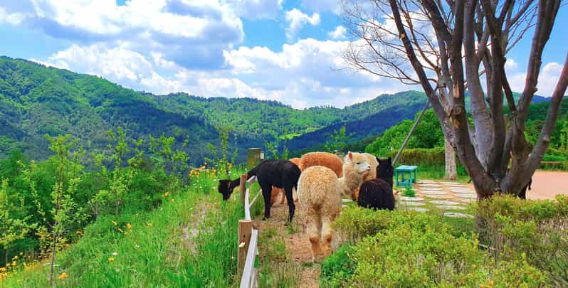 From Seoul: Alpaca Farm Visit with Racing Car or Rail bike | GetYourGuide