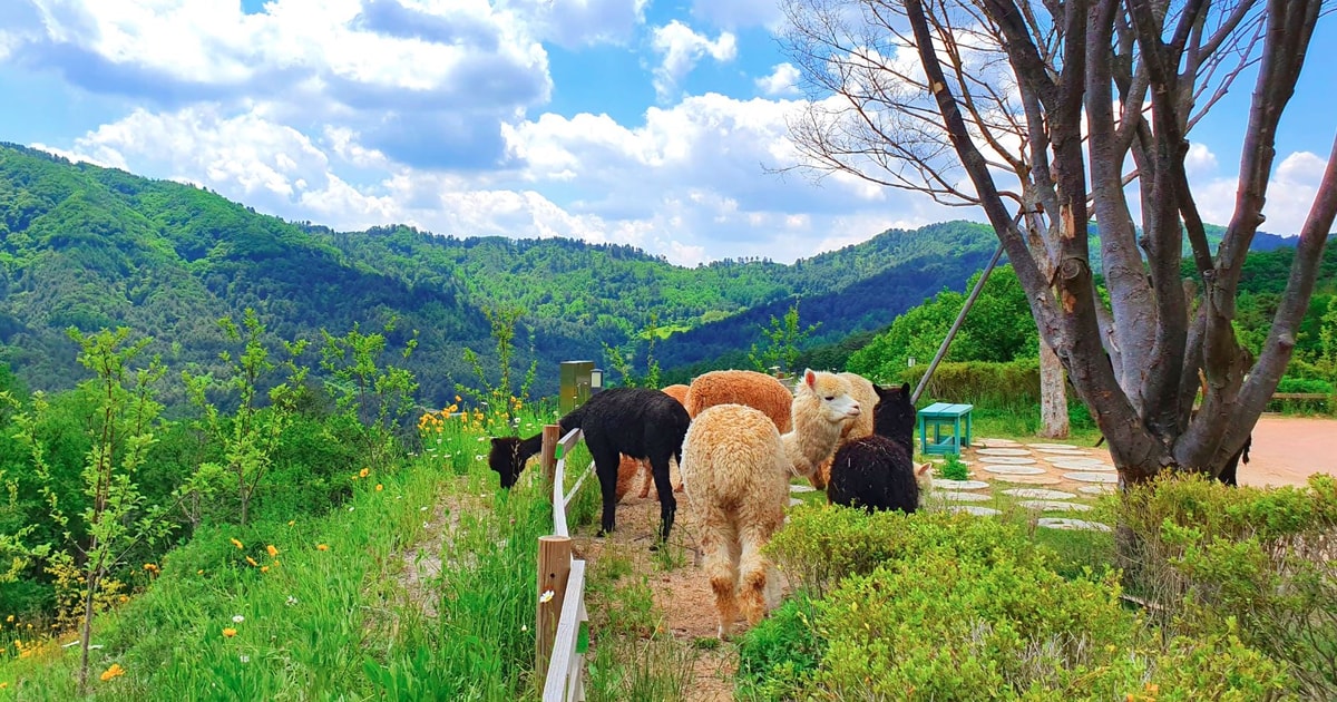 Alpaca Pasture, Luge Racing Car or Rail bike - From Seoul | GetYourGuide