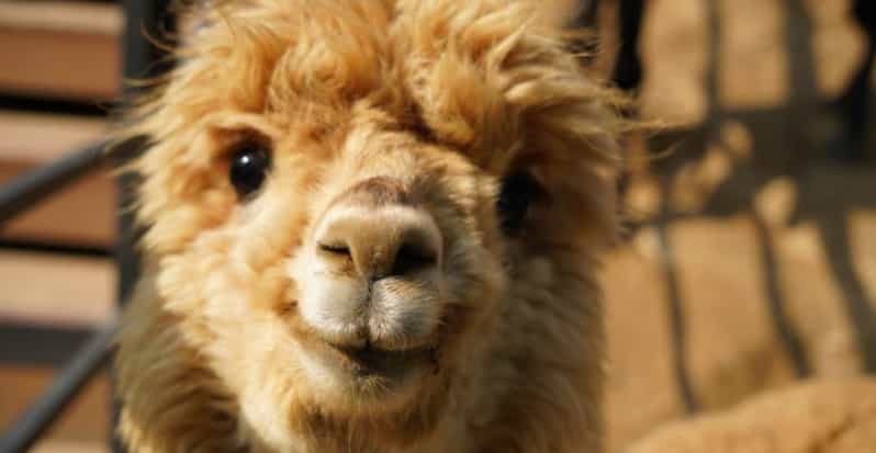 From Seoul: Alpaca Farm Visit with Racing Car or Rail bike | GetYourGuide