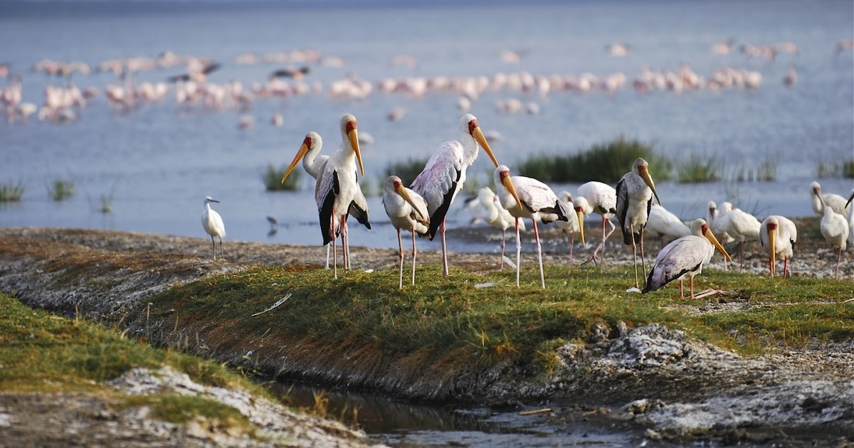 Von Nairobi aus: L. Nakuru National Park & Lake Naivasha Tour ...