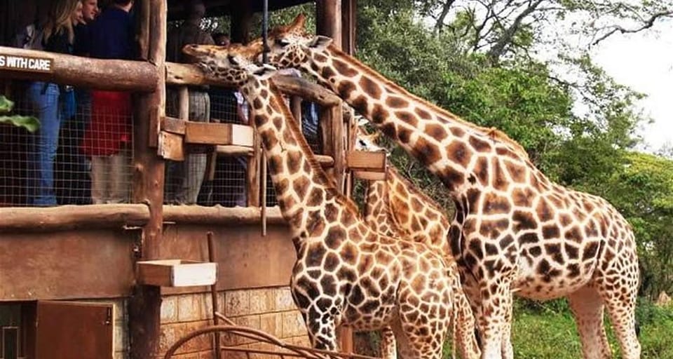 Nairobi = David sheldrick, Giraffe Center & Kobe Beads Tour | GetYourGuide