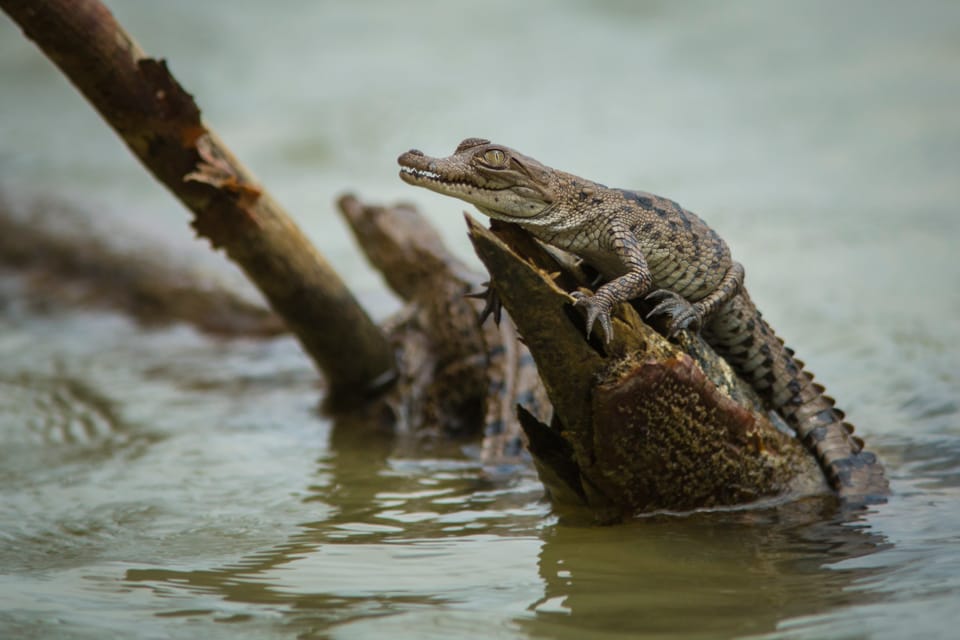 Un Día con la Naturaleza: Paseo en Barco por el Lago Gatún y Teleférico ...