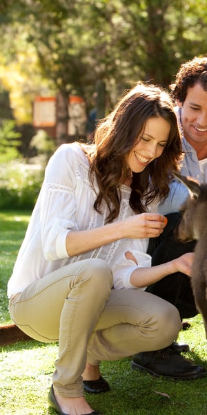 From Melbourne: Puffing Billy Steam Train & Wildlife Tour | GetYourGuide From Melbourne: Puffing Billy Steam Train & Wildlife Tour | GetYourGuide