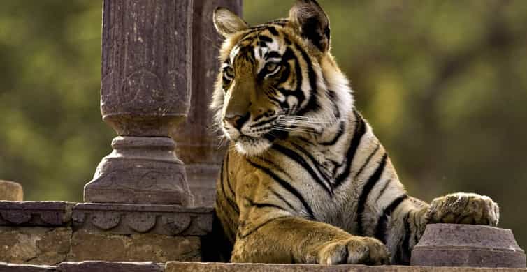 8 Days GOLDEN TRIANGLE EXCURSION WITH RANTHAMBORE WILDLIFE | GetYourGuide