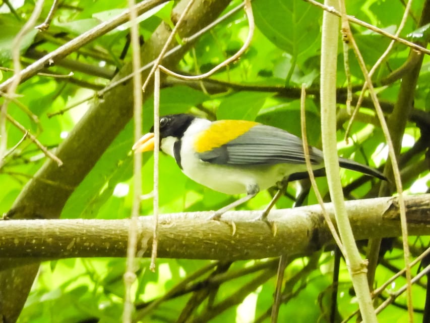 Cartagena: Private Bird-Watching Tour with Breakfast | GetYourGuide