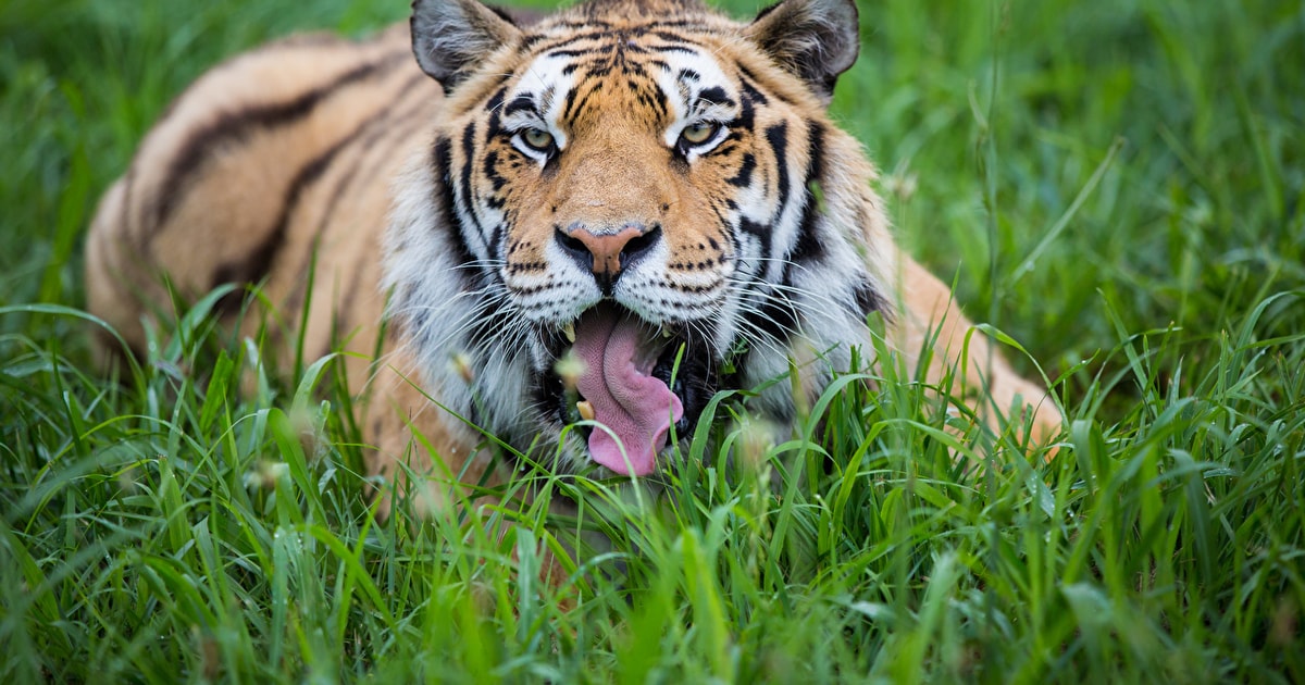 From Delhi: Luxury 4-Days Golden Triangle with Tiger Safari. | GetYourGuide