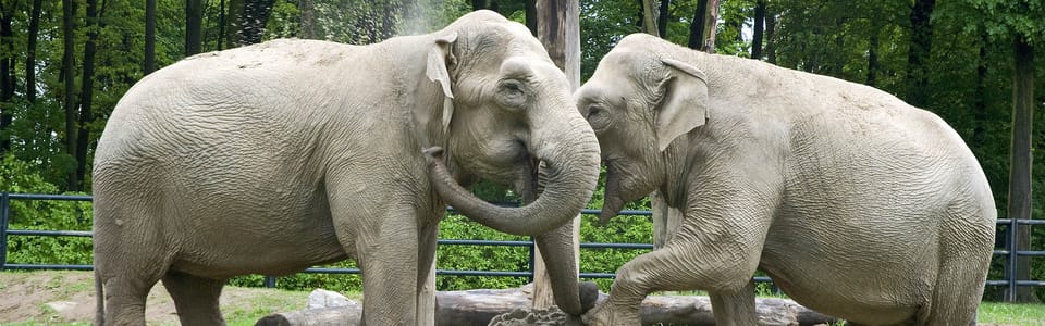 From Krakow: Zoo Trip with Transfer | GetYourGuide