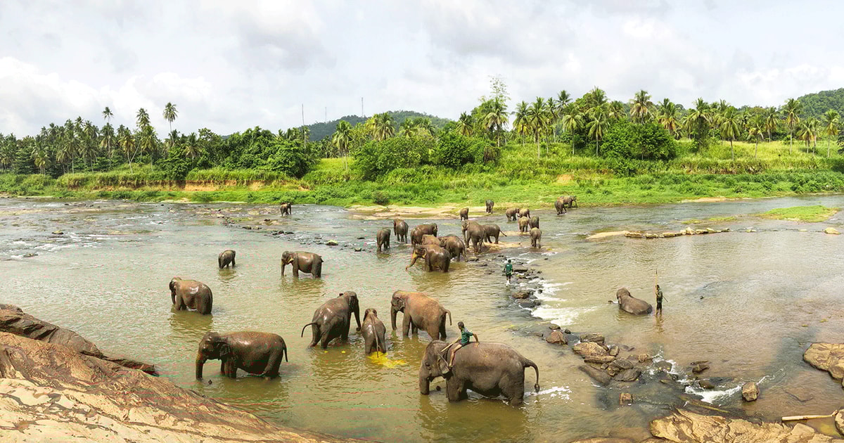 Kandy, Pinnawala day trip from Bentota, Kalutara beach | GetYourGuide