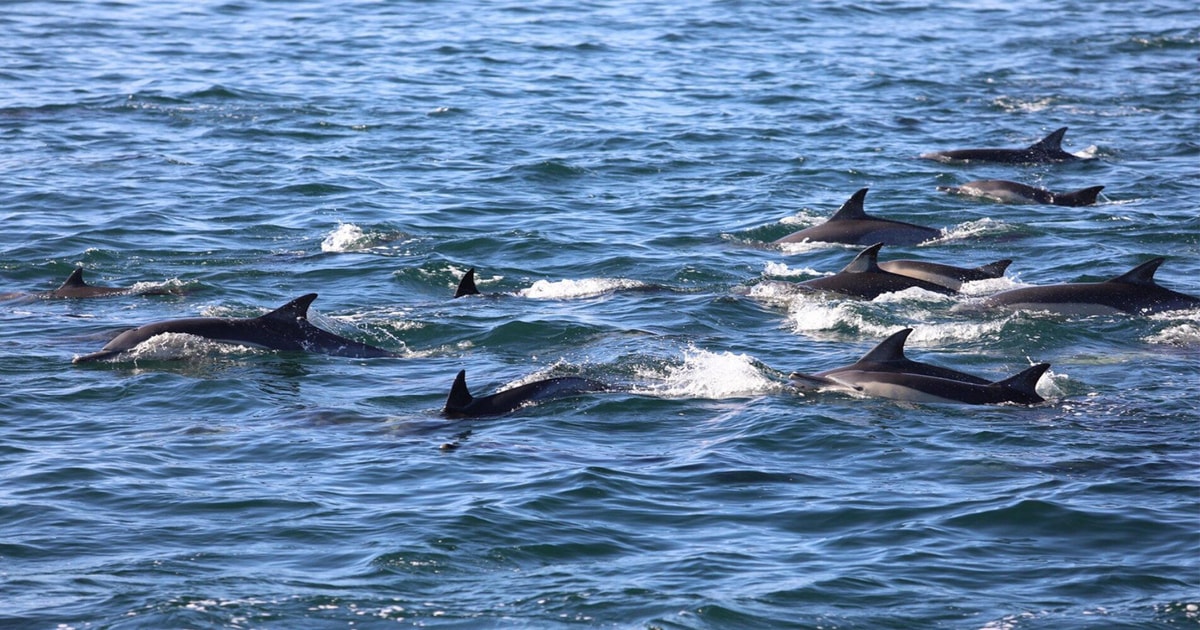 Private Dolphin Snorkeling Tour. Equipment available Free. | GetYourGuide