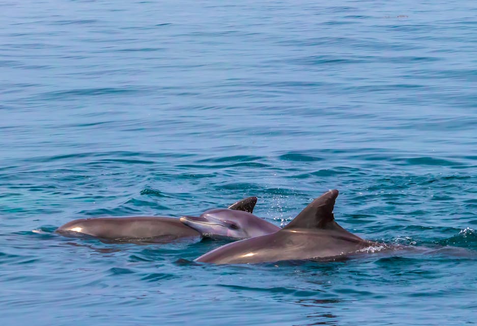 Wasini Island: Dolphin Spotting & Snorkel at Kisite Mpunguti | GetYourGuide