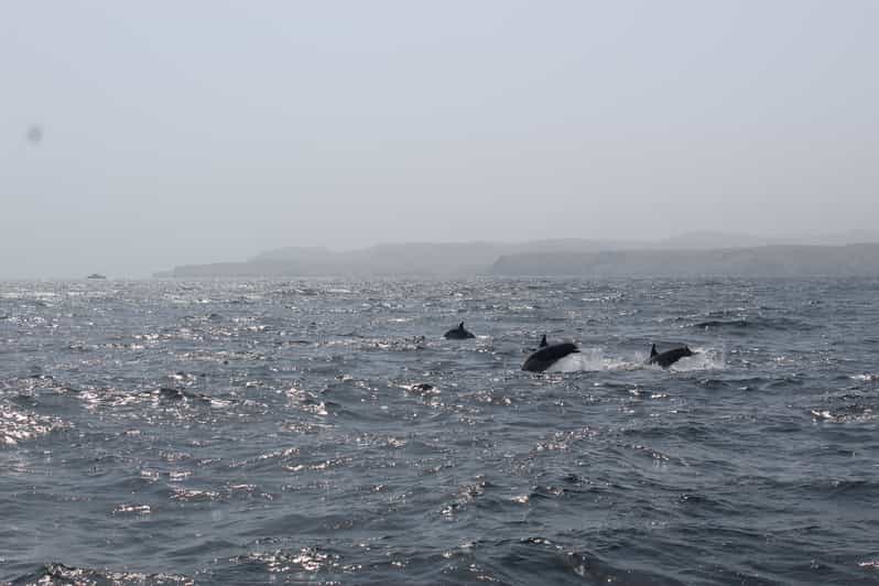 Muscat: Dolphin Watching and Snorkeling Tour By Speed Boat | GetYourGuide