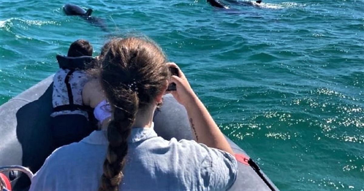 Setúbal: Tour en barco para avistar delfines | GetYourGuide