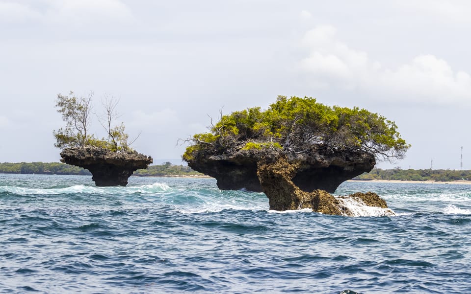 Wasini Island: Dolphin Spotting & Snorkel at Kisite Mpunguti | GetYourGuide