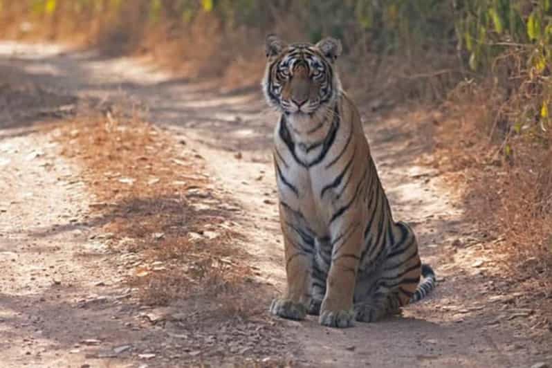 Ιδιωτική ημερήσια εκδρομή στο Sariska Tiger Reserve από την Τζαϊπούρ ...