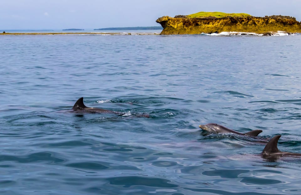 Wasini Island: Dolphin Spotting & Snorkel at Kisite Mpunguti | GetYourGuide