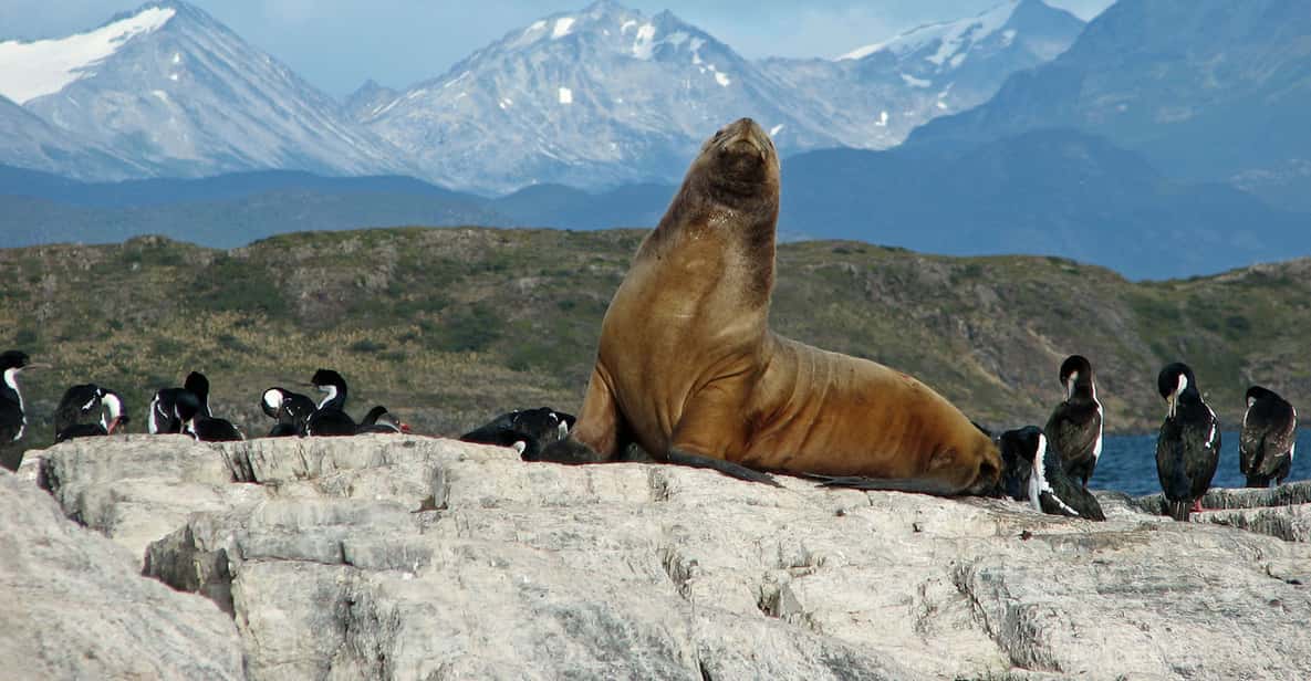 Ushuaia: Kanał Beagle, Wyspa Fok i wycieczka na Wyspy Mostów | GetYourGuide