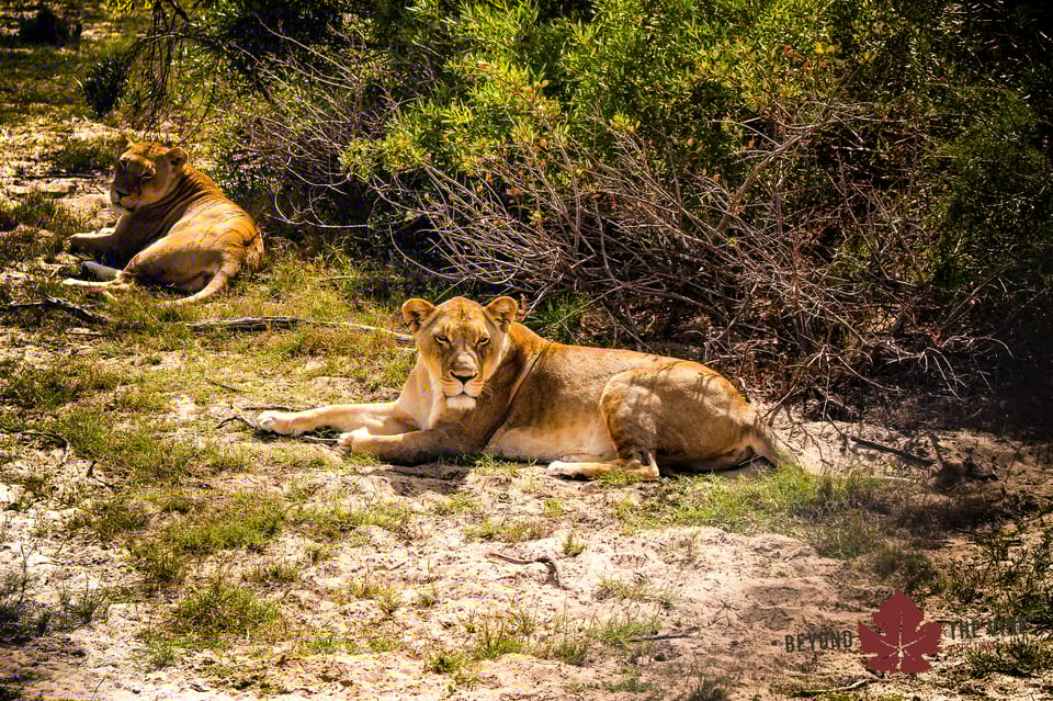 Cape Town: West Coast Safari & Khoi San cultural experience | GetYourGuide