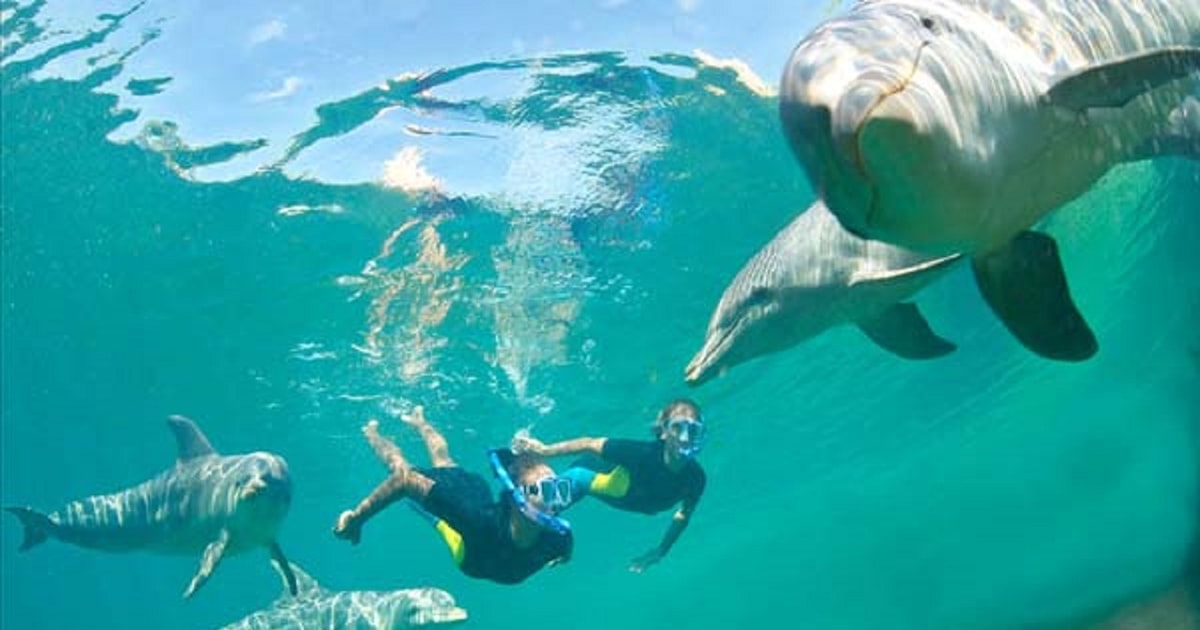 Hurghada: Swim With Dolphins Yacht Tour W/ Lunch and Pickup | GetYourGuide