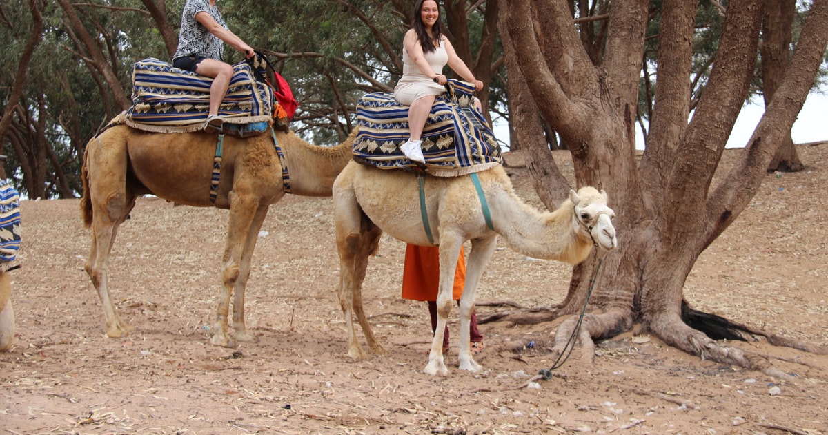 From Agadir or Taghazout: Camel Ride Tour & Flamingos Watch | GetYourGuide