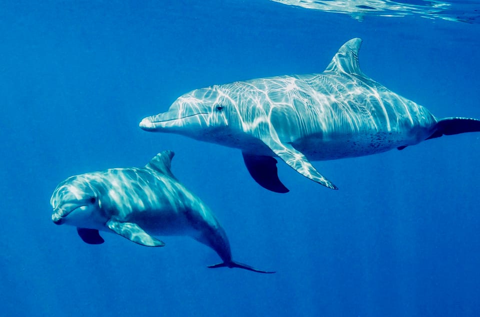 El Gouna: Dolphin Watching Boat Tour with Snorkeling & Lunch | GetYourGuide