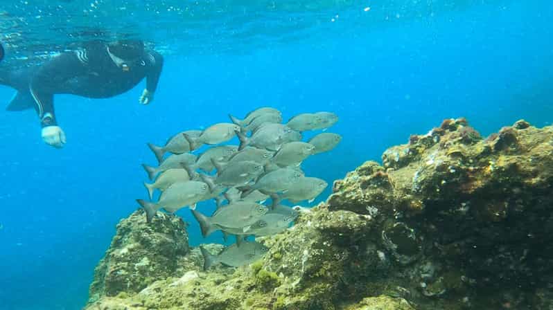 Tenerife: Snorkeling Tour in a Marine Protected Area | GetYourGuide
