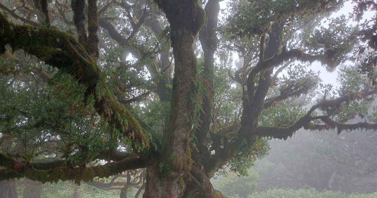 Madeira: Fanal Forest Guided Hiking Tour | GetYourGuide